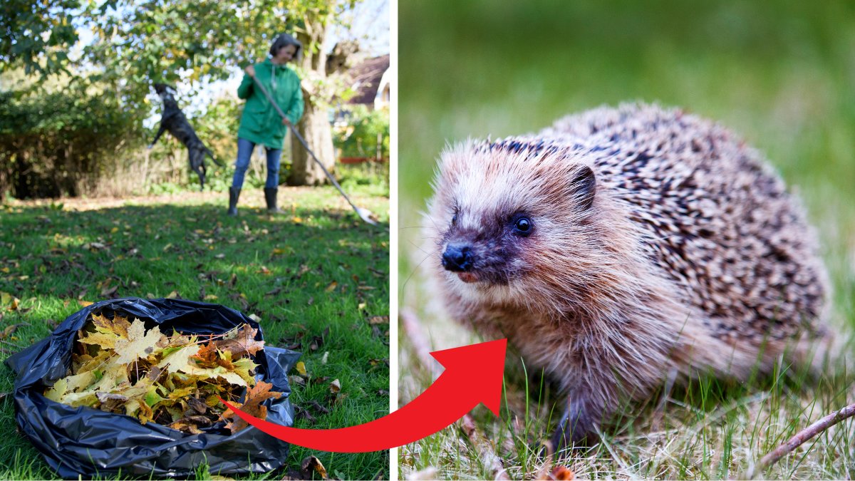 Glöm inte detta i trädgården – missen kan skada igelkottar
